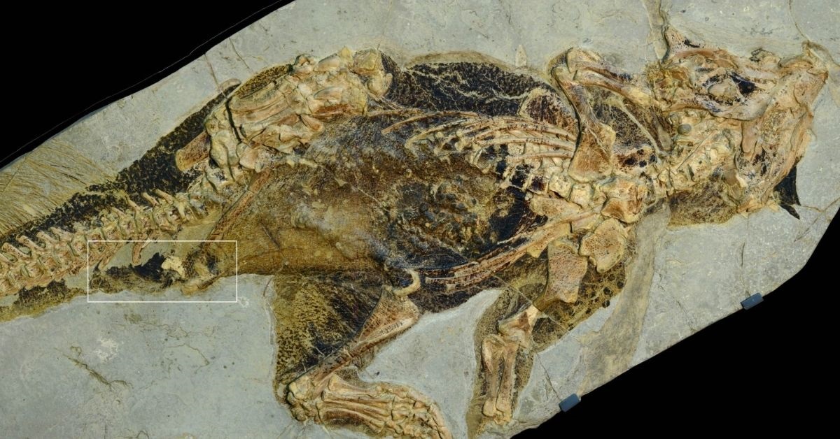 Scientists Take a Mighty Close Look at a Dinosaur's Butthole For the ...