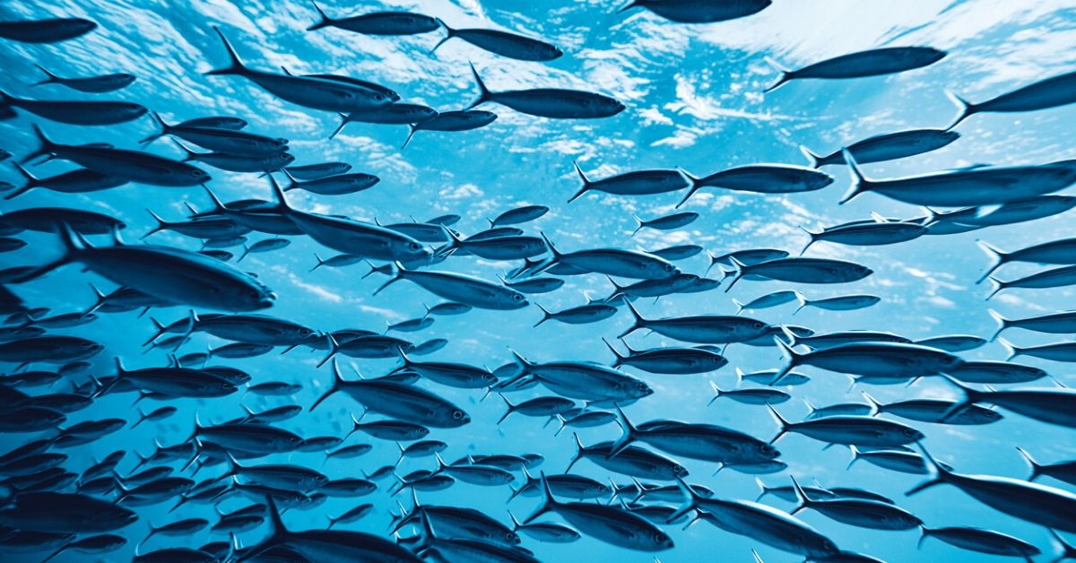 Our Oceans Are Significantly Losing Oxygen, Threatening Marine Life and ...