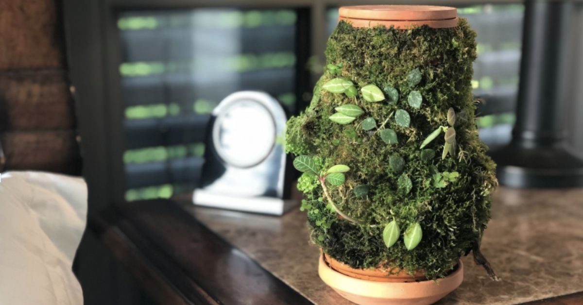 This Designer Came Up With a Self-Watering, No-Soil Planter