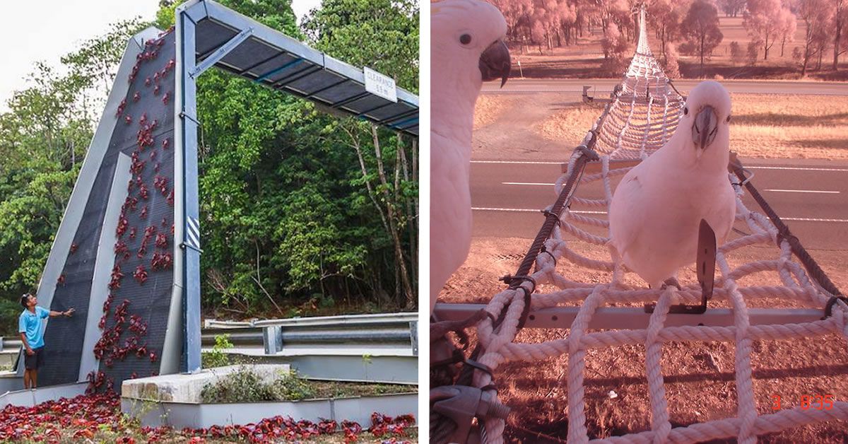29 of the Most Heartwarming Wildlife Crossings Around the World