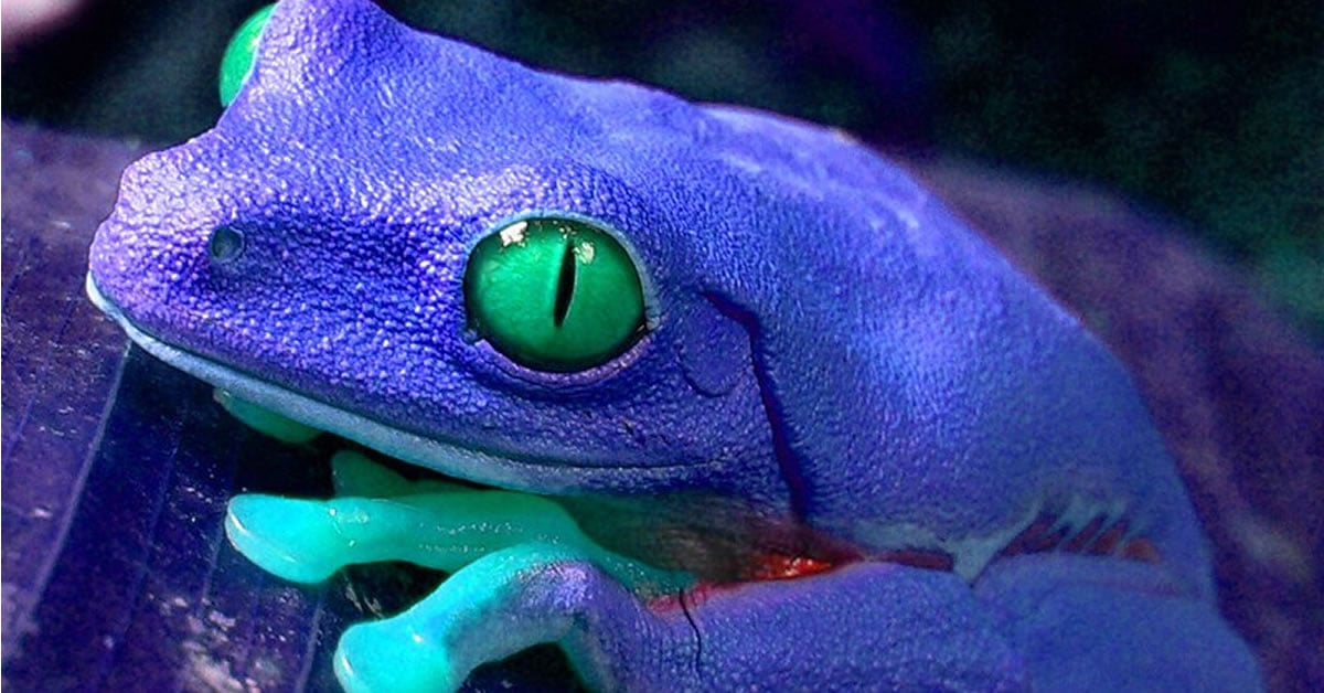 What UV Cameras Are and How They Work