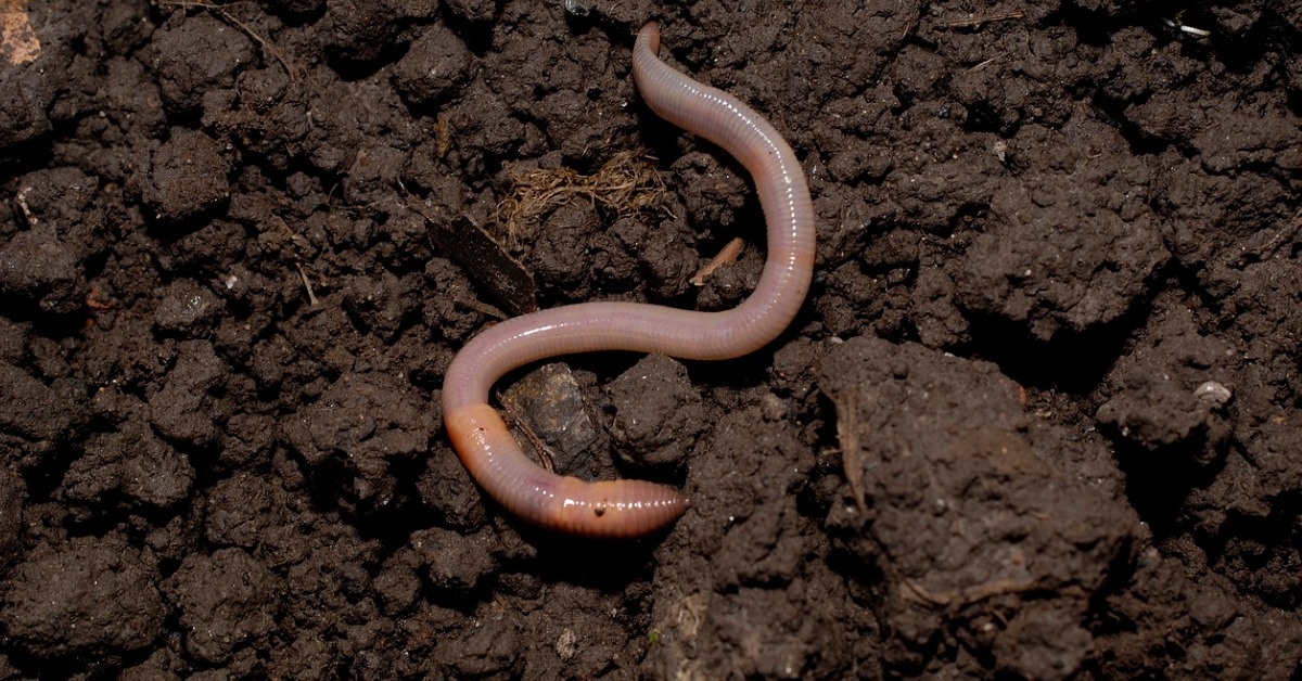 Microplastics in Topsoil Stunt the Growth of Earthworms