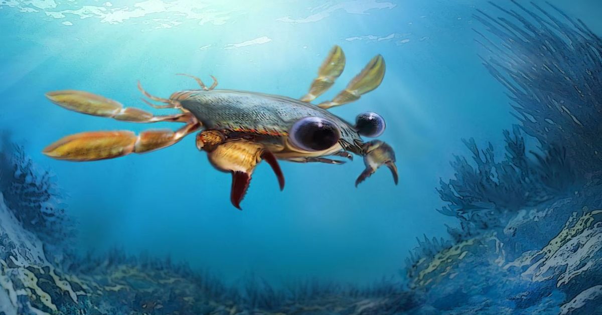 This Cartoonish Newly Discovered Crab Looks like a Rejected Disney ...