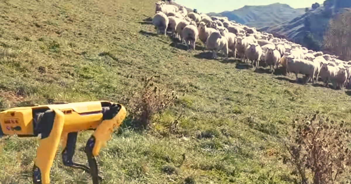 Robo Sheep A Sheep With A Robot On Its Head Stands In A Field.