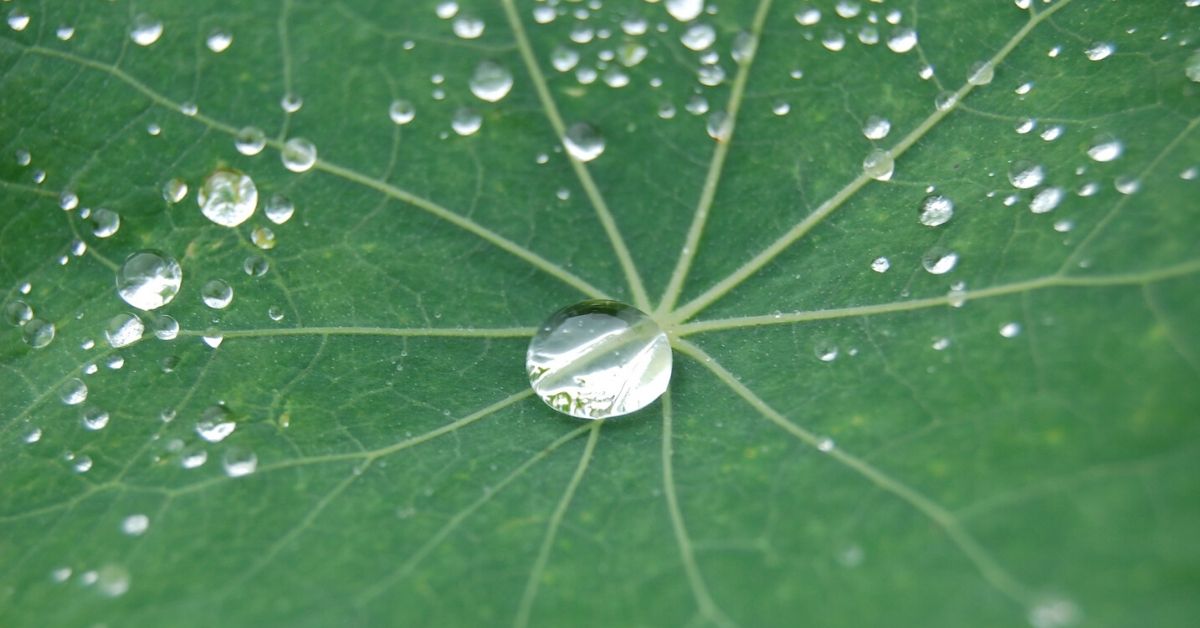 All You Need to Know about Biomimicry and How It Is Changing the Way We ...