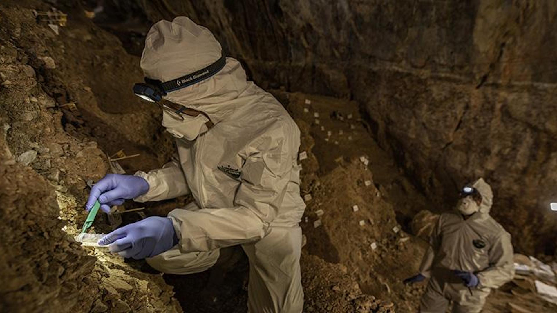 Scientists Reconstruct Stone Age Bear Genome From Cave Soil Samples