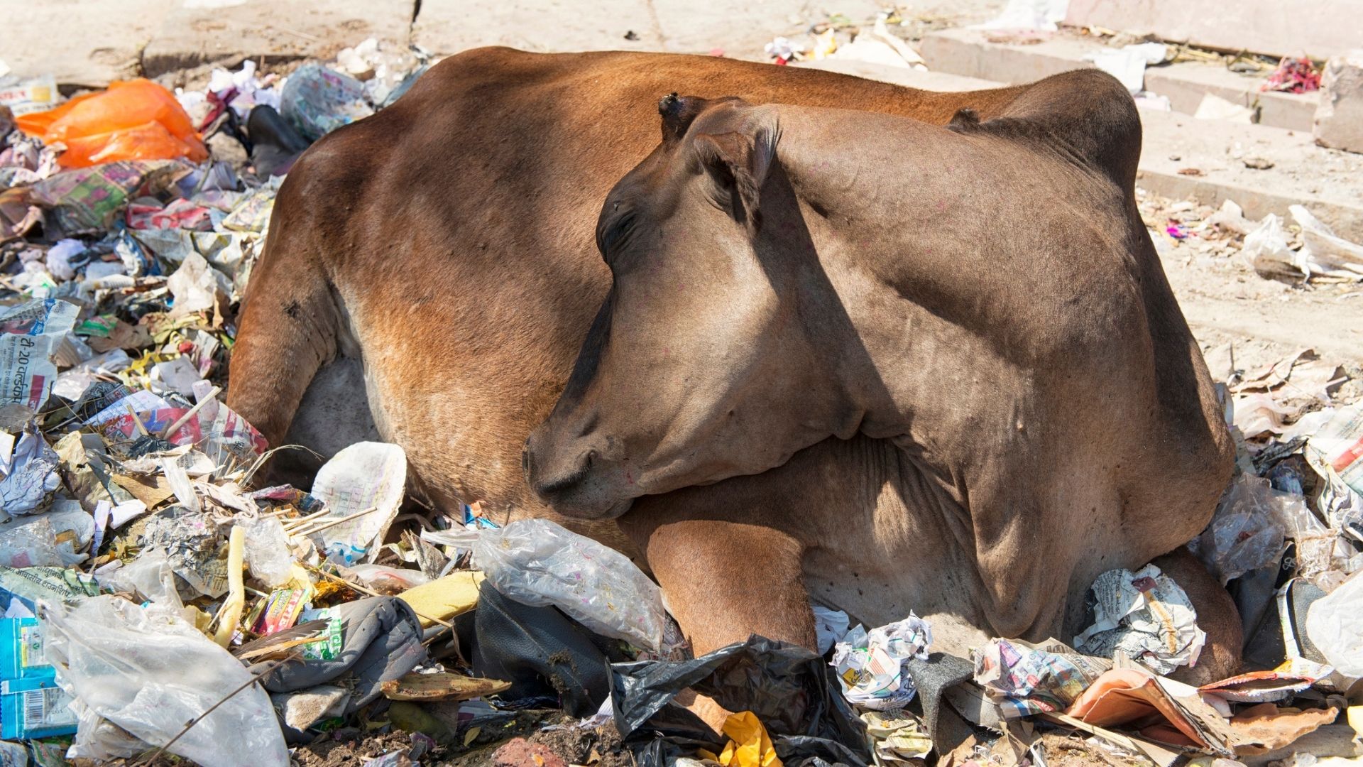Microbes in Cow Stomachs May Help Our Plastic Problem