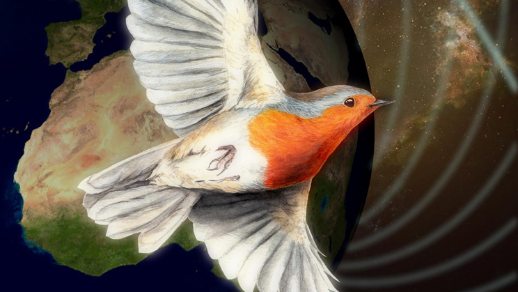Birds See Magnetic Fields Thanks to a "Quantum Compass"