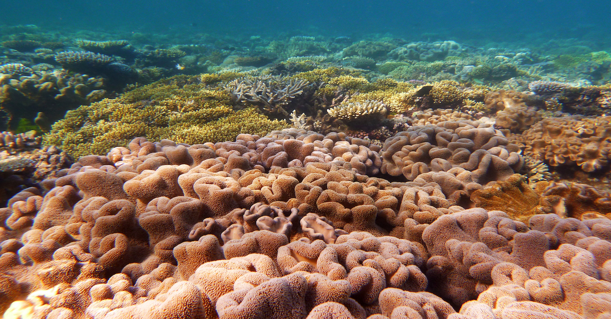 Newly Discovered Pumice Raft Headed Towards Australia Could Help the ...