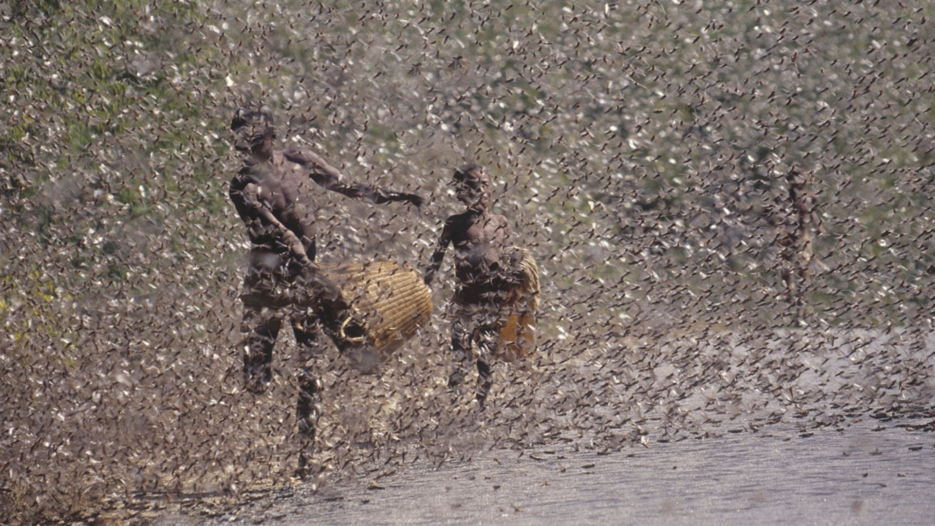 Startup Turns Destructive Locust Plagues Into Animal Feed and Fertilizer