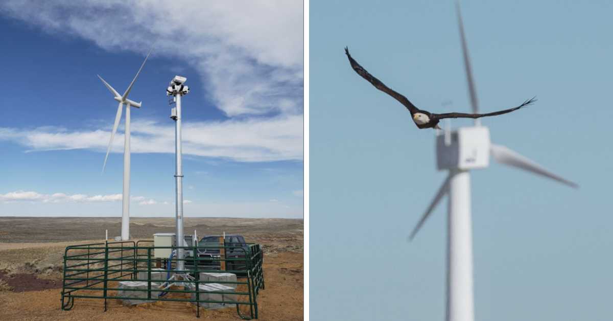 Smart Camera System Saves Eagles from Wind Turbine Deaths