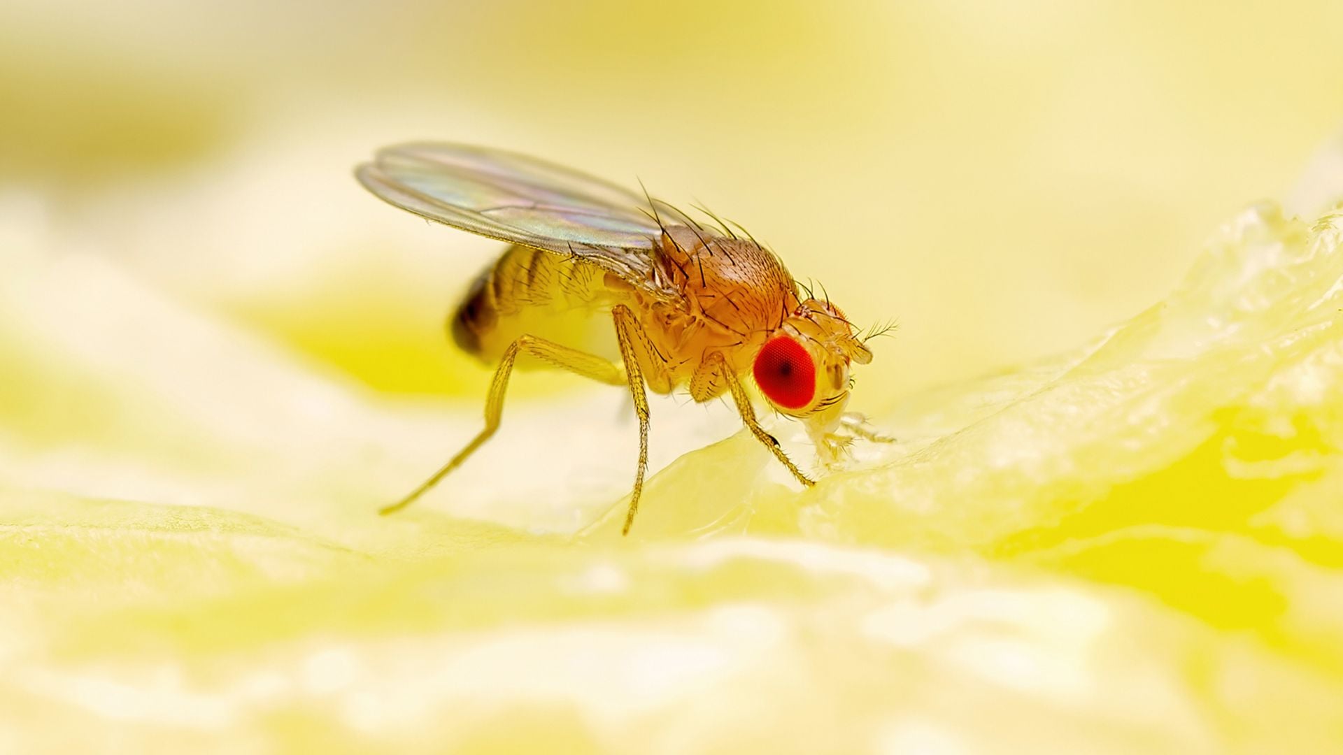 US researchers 'hack' fly brains and control them remotely