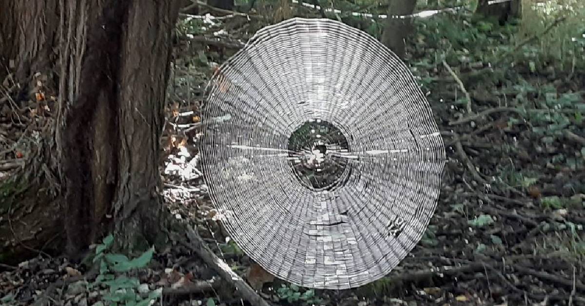 Missouri Spider Spins a Web Large Enough to Catch a Human