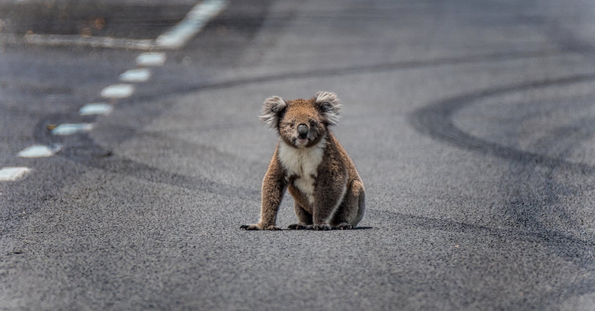 Global Wildlife Populations Declined by 68% since 1970, WWF Claims