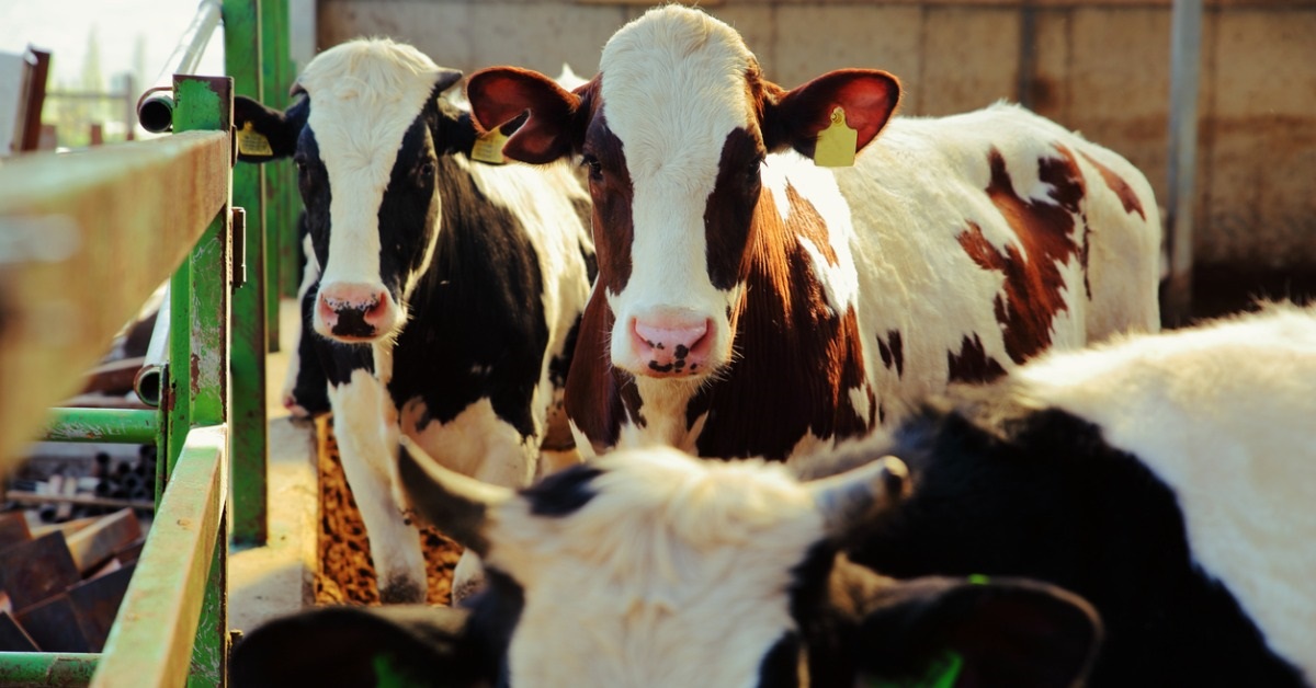 Cows Need a Best Friend Too