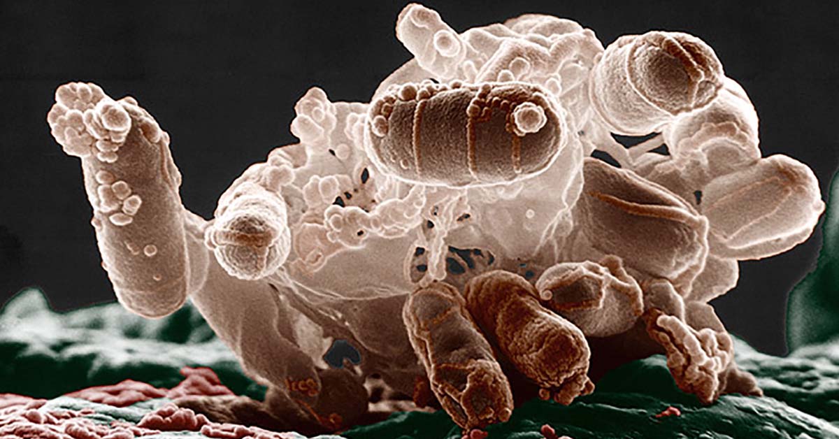 Gut Bacteria Evolve to Perfectly Tailor Themselves to Your Body