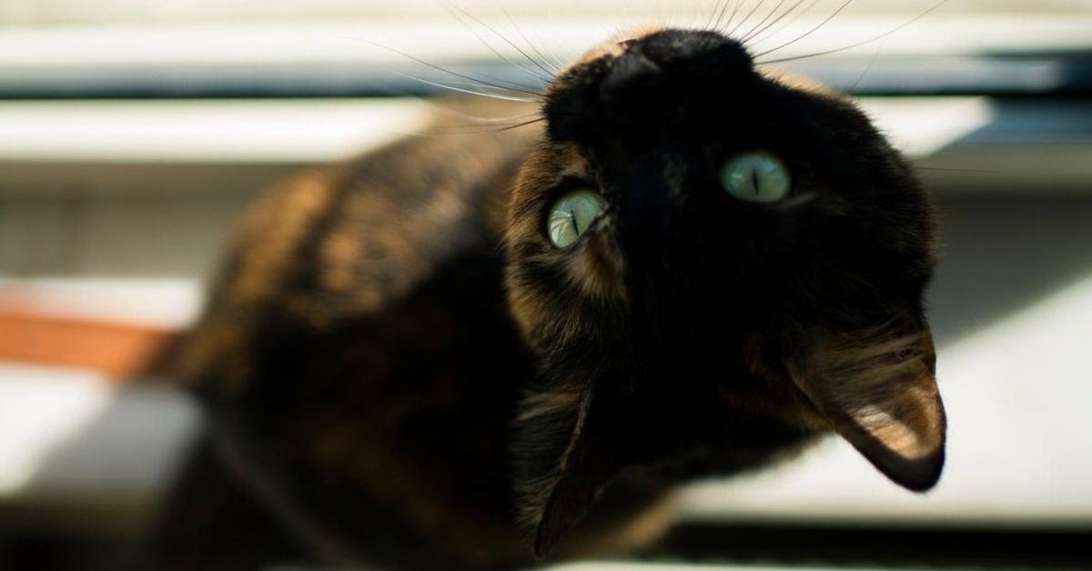 Being Inside Animals' Minds to See If They Can Feel Emotions