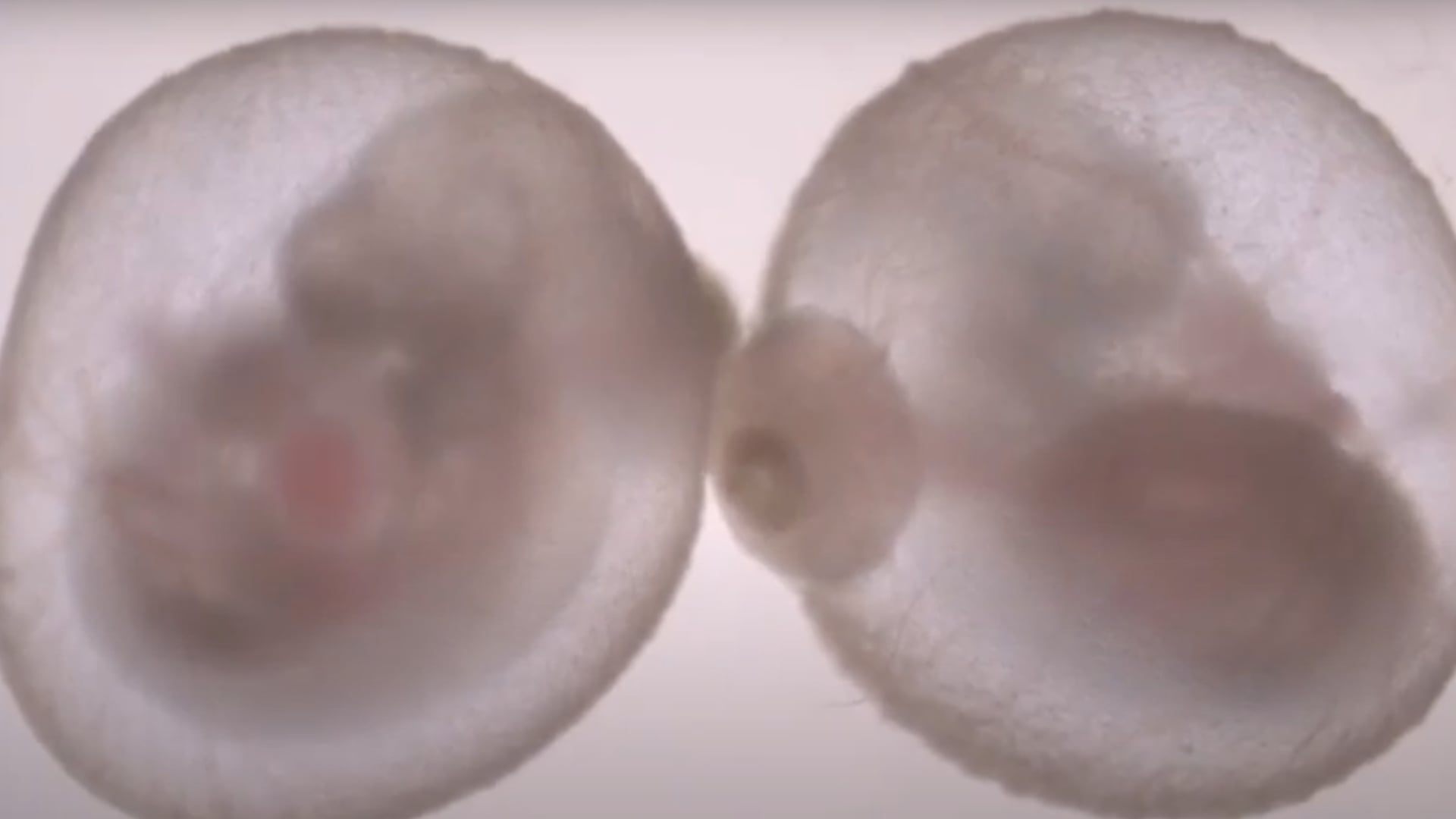 A Mouse Embryo Was Grown In An Artificial Womb In a World First