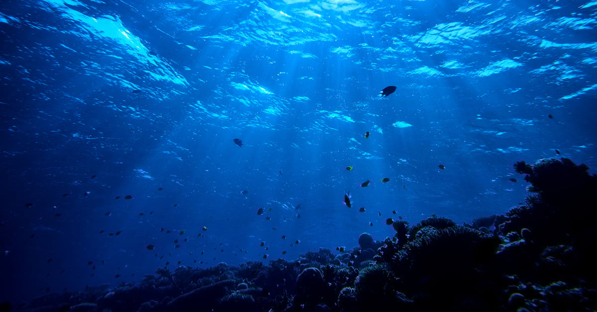 Scientists Collect Deep Sea Species’ Poop in Hope to Identify Them