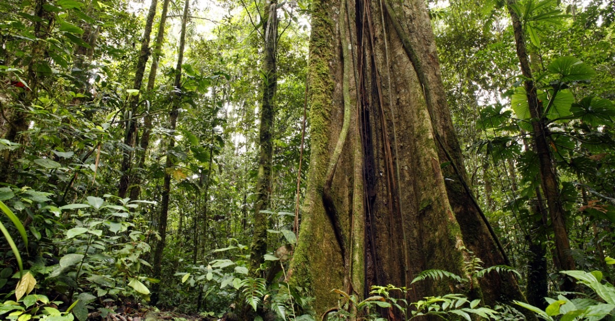 Researchers Find Tallest Tree in the Amazon