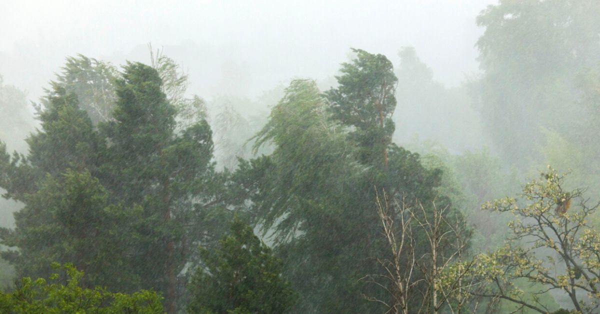 Theory Claims That Forests Not Only Create Rain but Also Wind