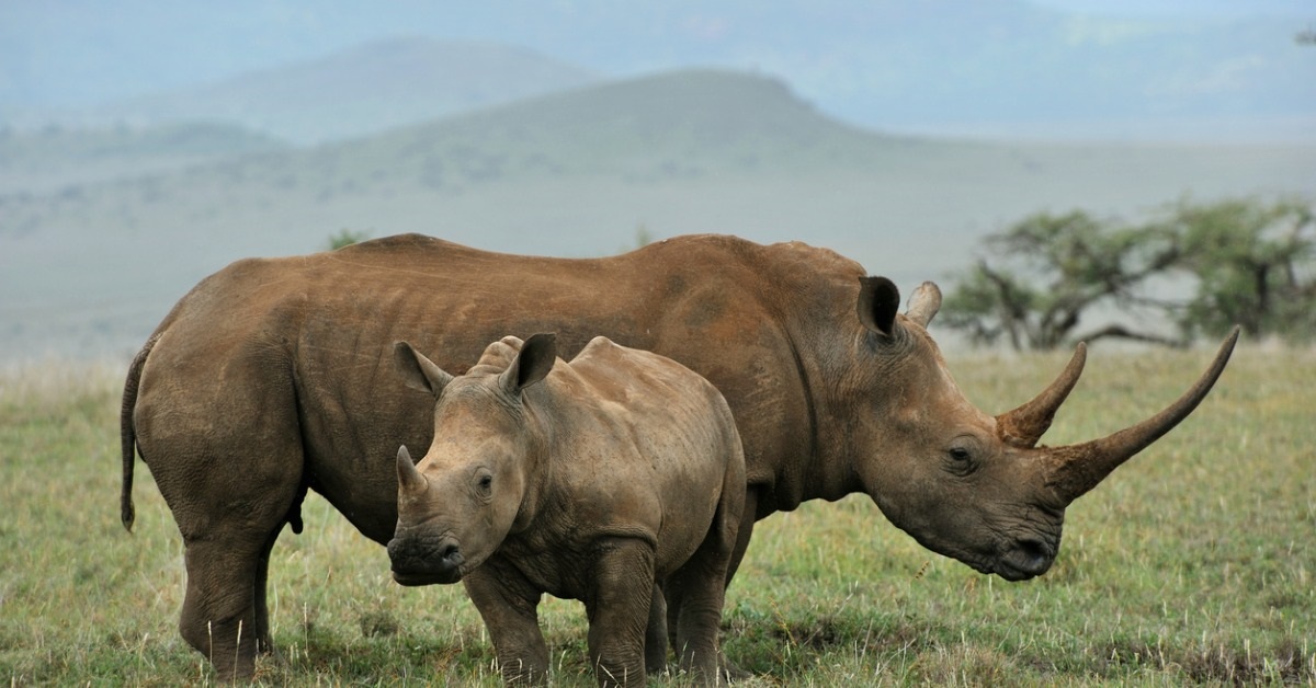 Scientists Plan to Flood Poachers' Market with Fake Rhino Horns