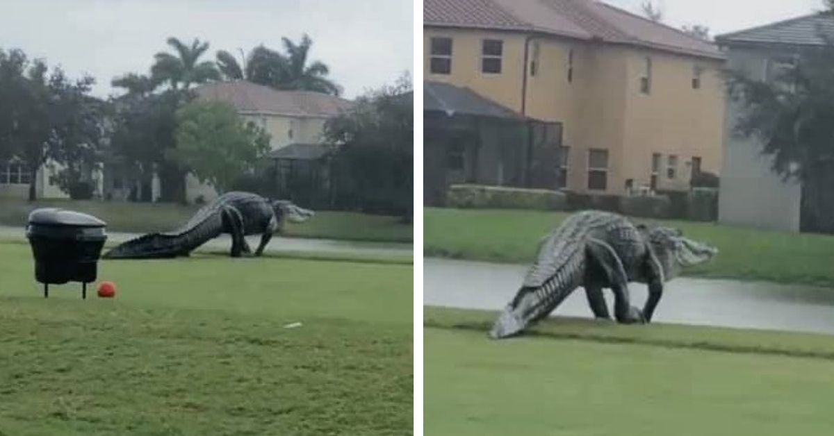 Gigantic Alligator Spotted in Florida Is Freaking People Out