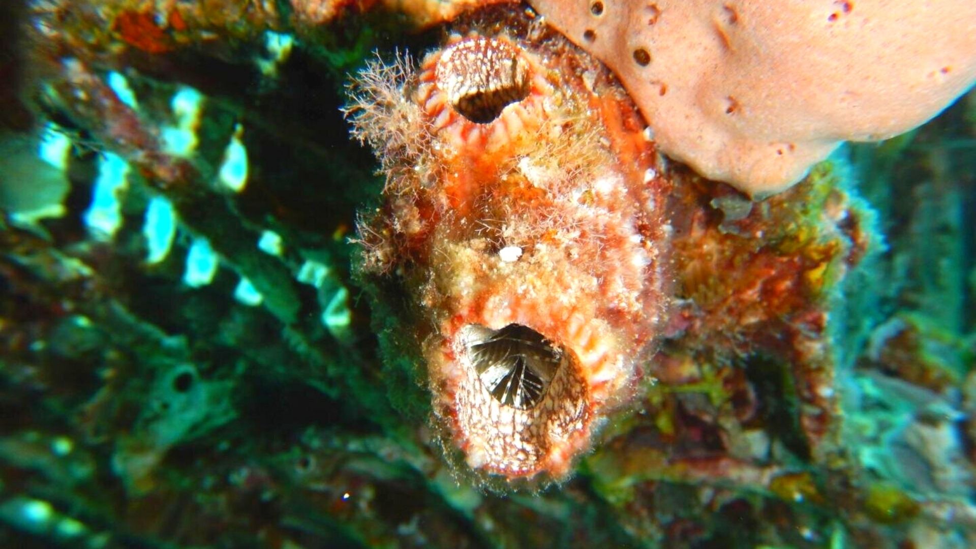 Falling Apart? This Animal May Help You Regenerate Organs and Lost Body ...