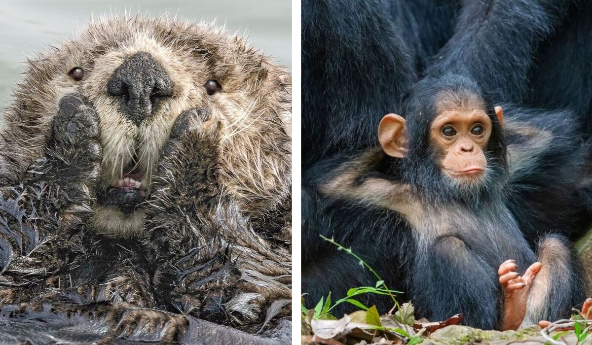 13 Comedy Wildlife Photographs of the Year