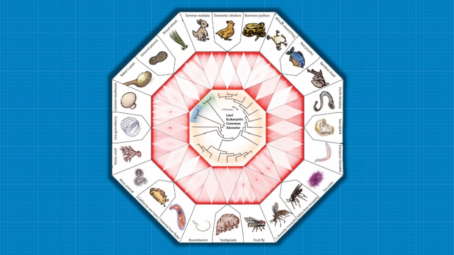 Biologists Develop 'Periodic Table' For Cell Nuclei