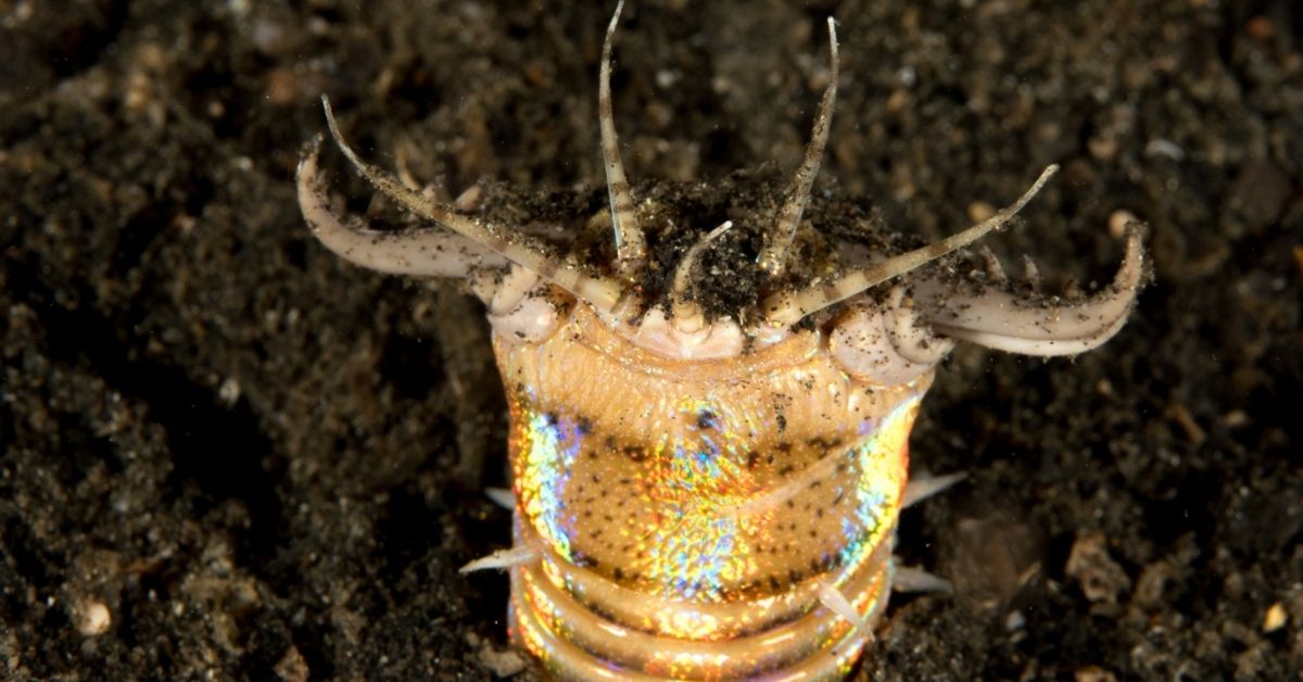 Scientists Discover Fossil of Worm That Pulls and Traps Its Prey ...