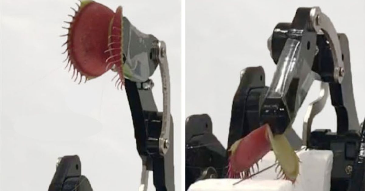 Engineers Turned Living Venus Flytrap Into Cyborg Robotic Grabber