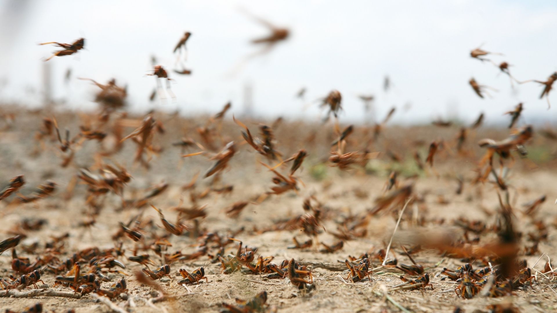 Researchers Used Locust Brains to Substantially Improve Self-Driving Cars