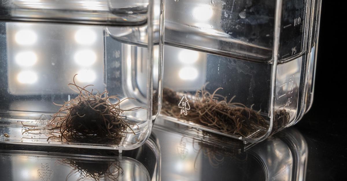 Researchers Develop Alien-Inspired Robotic 'Worm Blob' Swarms