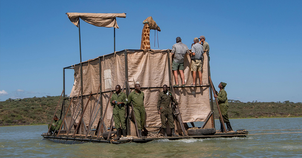 Community Built Raft To Rescue Giraffes From Flooded Island in Kenya