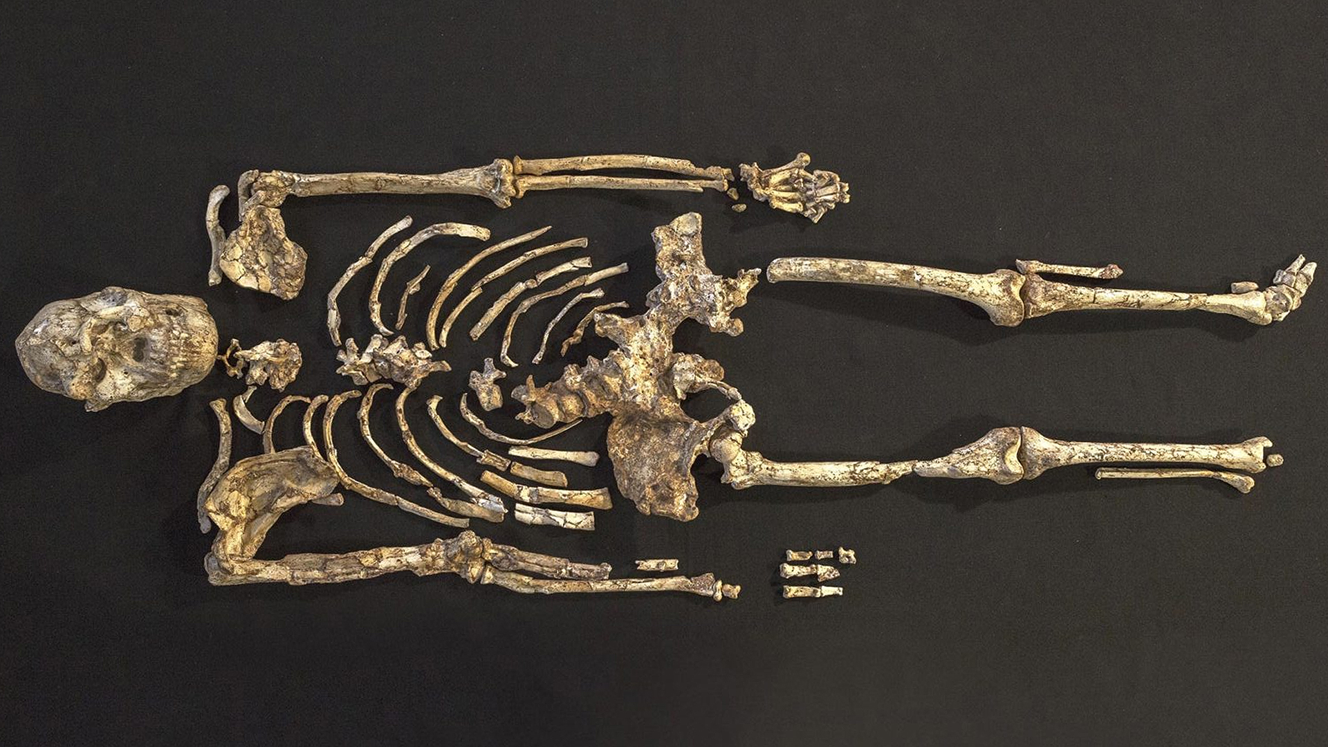 'Little Foot' Reveals How Human Ancestors Used Their Arms 3.6 Million ...