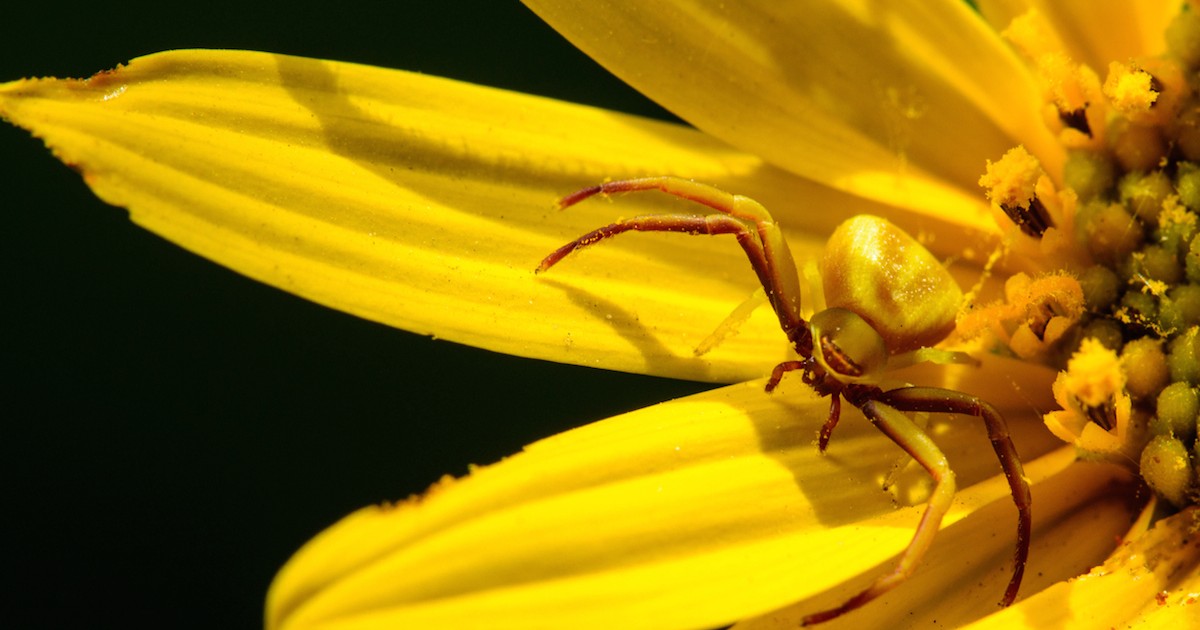 Spider Flight Observations Can Lead to Transport Innovations ...