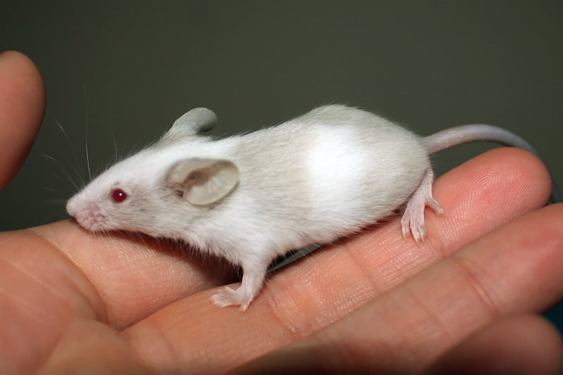 11 Animals That Have Changed the History of Neurological Science