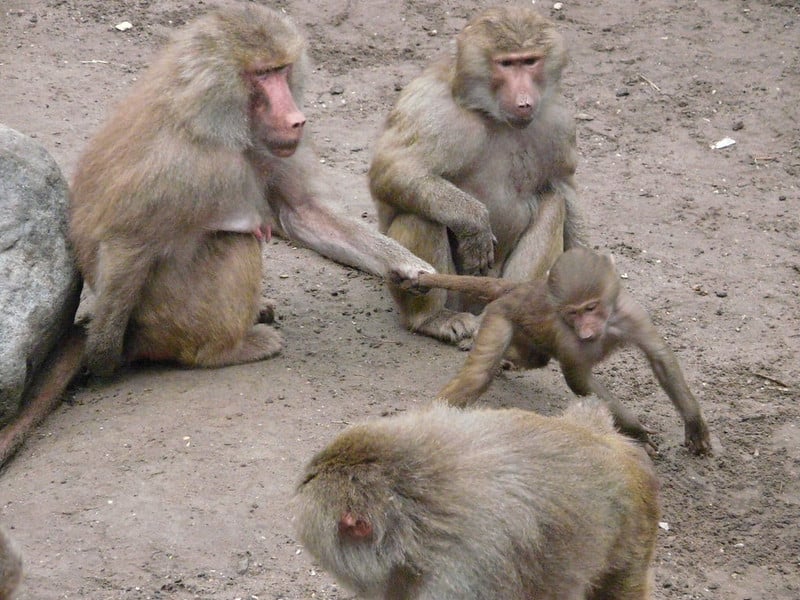 11 Animals That Have Changed the History of Neurological Science