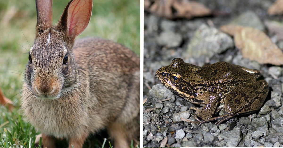 11 Animals That Have Changed the History of Neurological Science