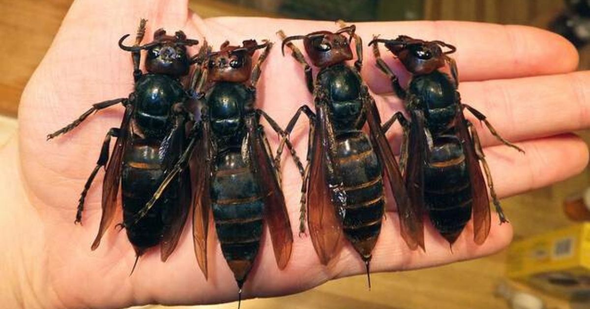 'Murder Hornet', Invasive Insect From Asia, Spotted in U.S. for the ...