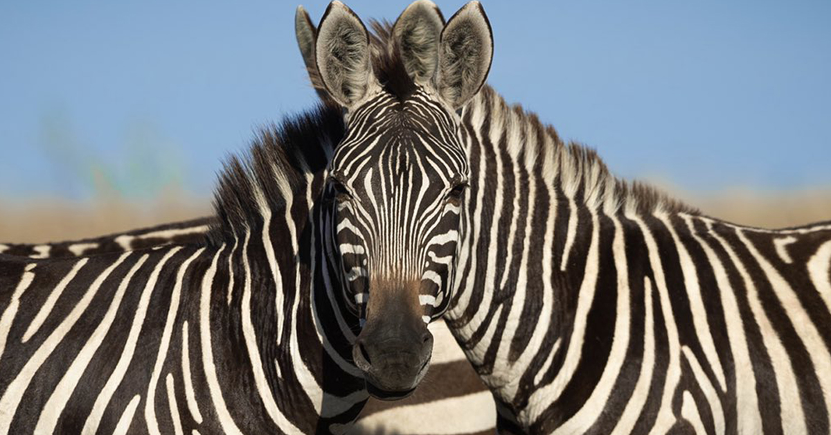 Image of Two Zebras Left People Divided Over Which One Is Looking at ...