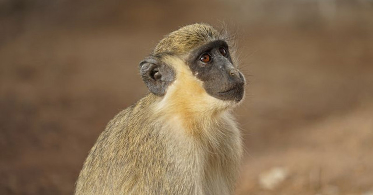Monkeys Learning About Drones Offers Insight into the Evolution of Language