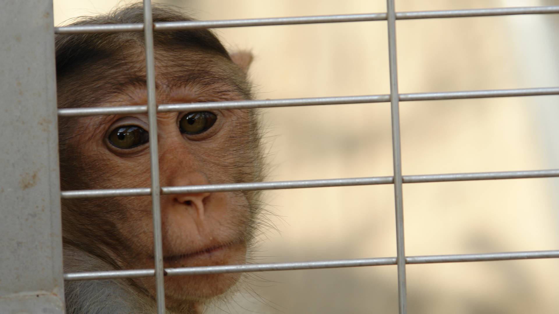Elon Musk's Neuralink is accused of subjecting monkeys to extreme suffering