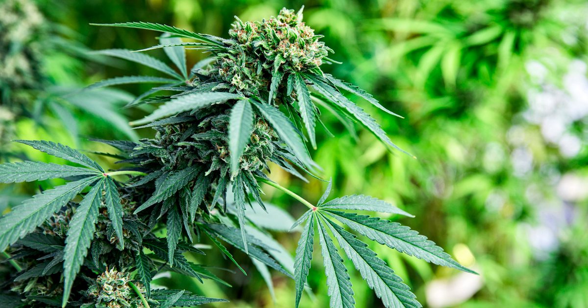 This Company Created the "World's First" Stainless Steel Hemp Bucker