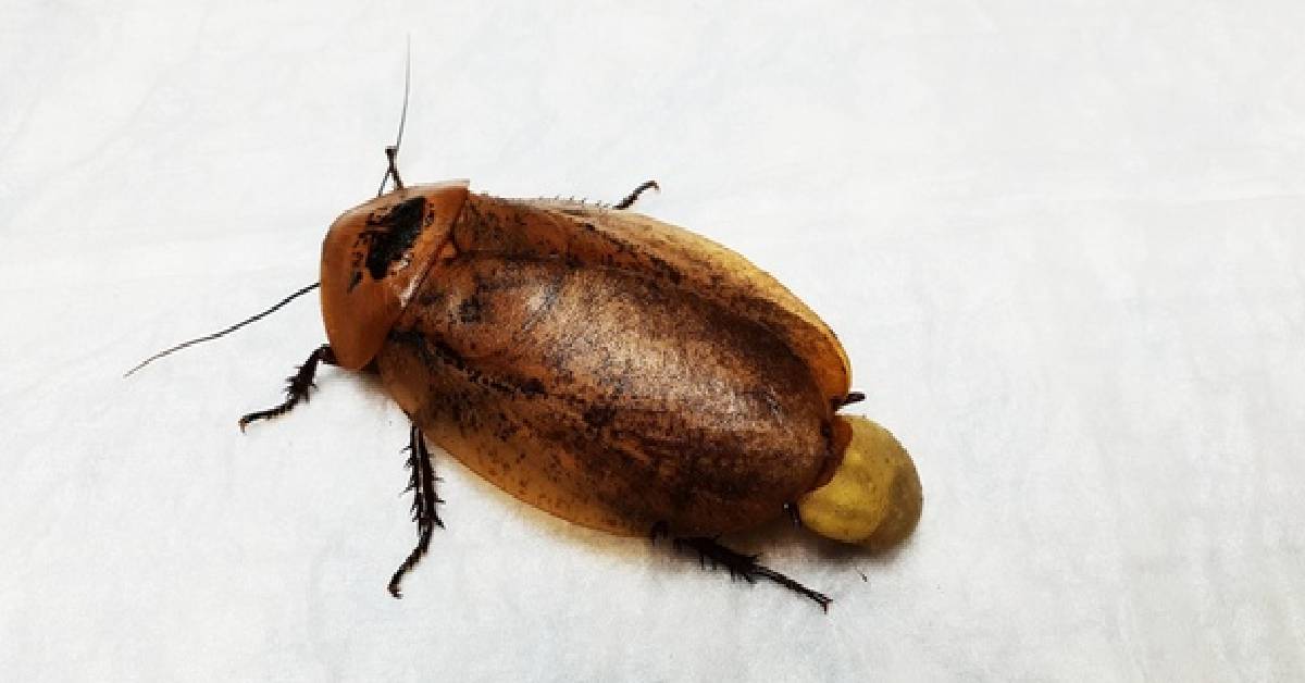 Russian Vets Operate on Pet Cockroach After Complicated Pregnancy