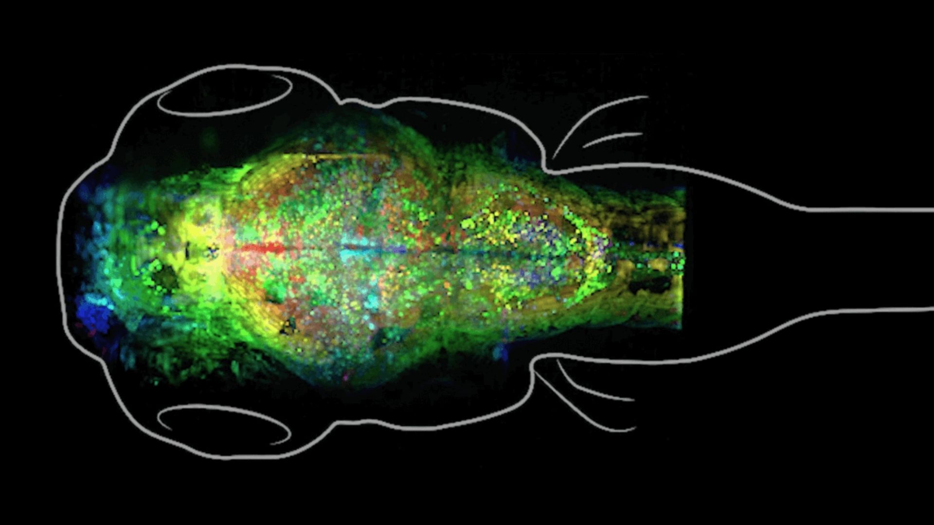 Scientists capture a memory forming in the brain of a living fish