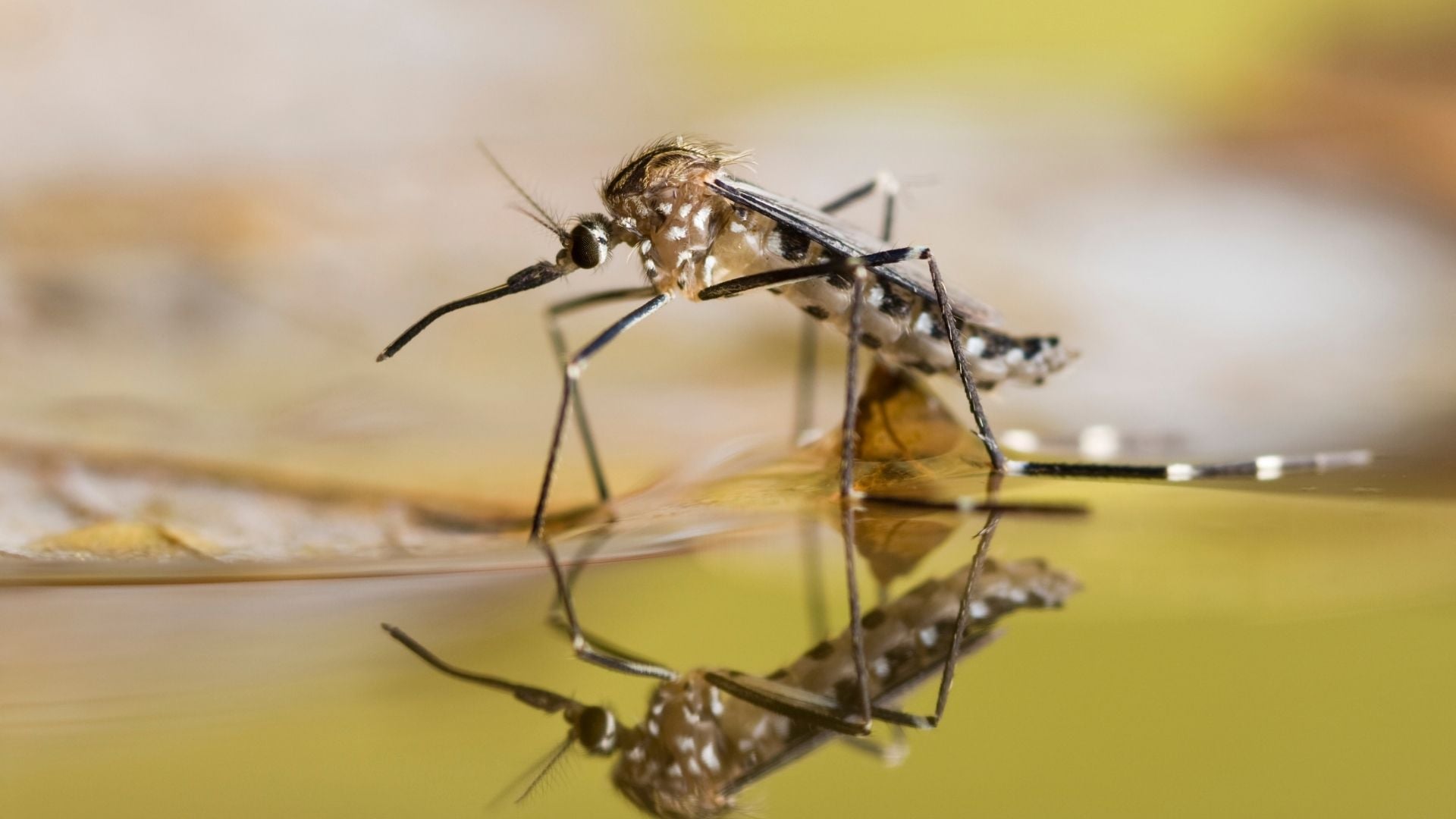 Genetically modified mosquitoes successfully passed their first test in ...