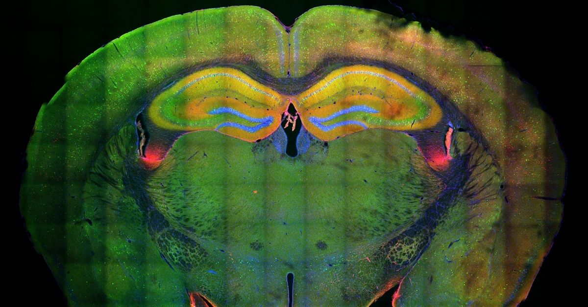 Memory-Controlling Molecular Mechanism Discovered, Per Study