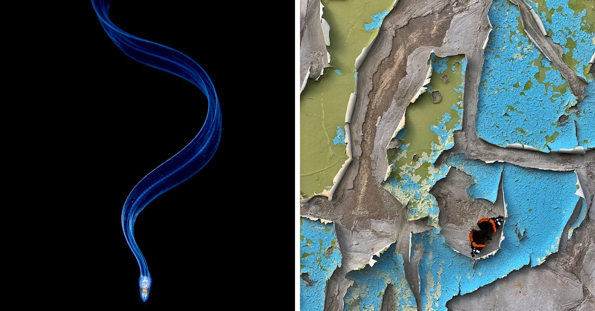 These 7 Winners of the Close-up Photographer of the Year Will Leave You ...